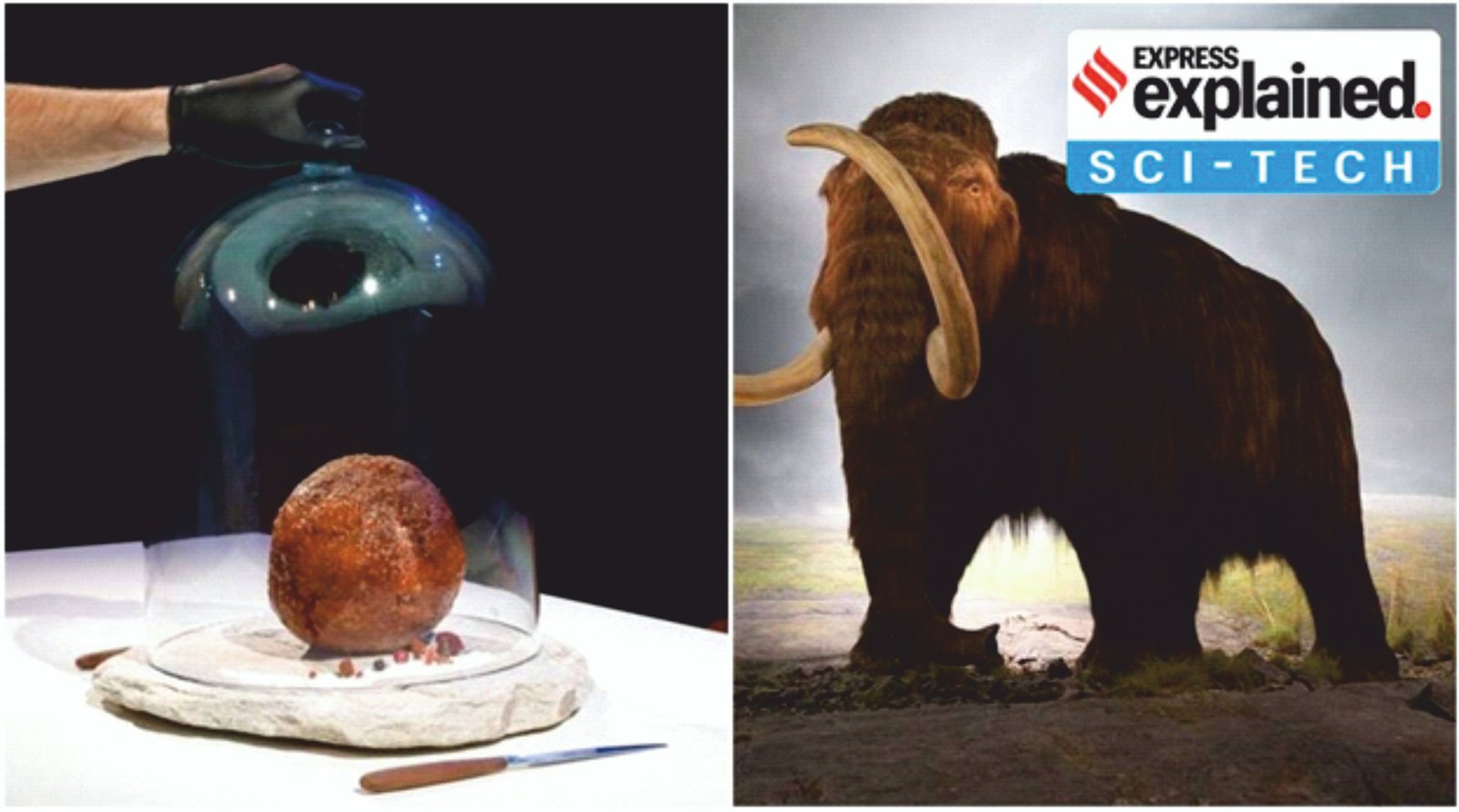 What a startup’s woolly mammoth meatball tells us about the future of ...