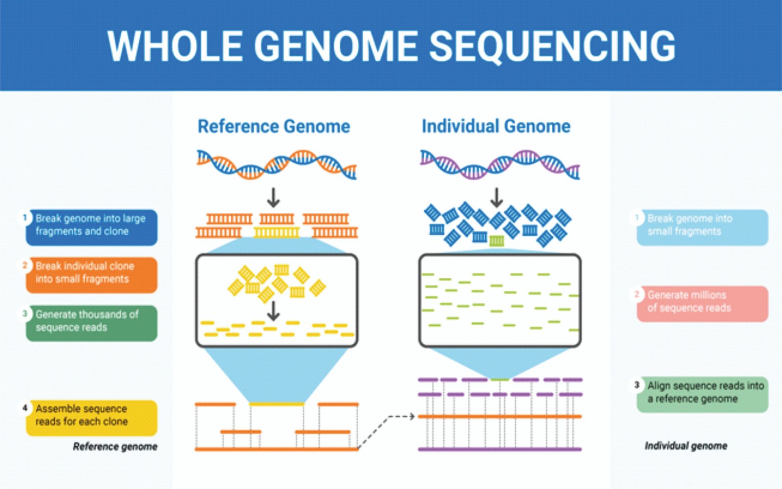 GENOME SEQUENCING | Current Affairs Editorial, Notes by VajiraoIAS