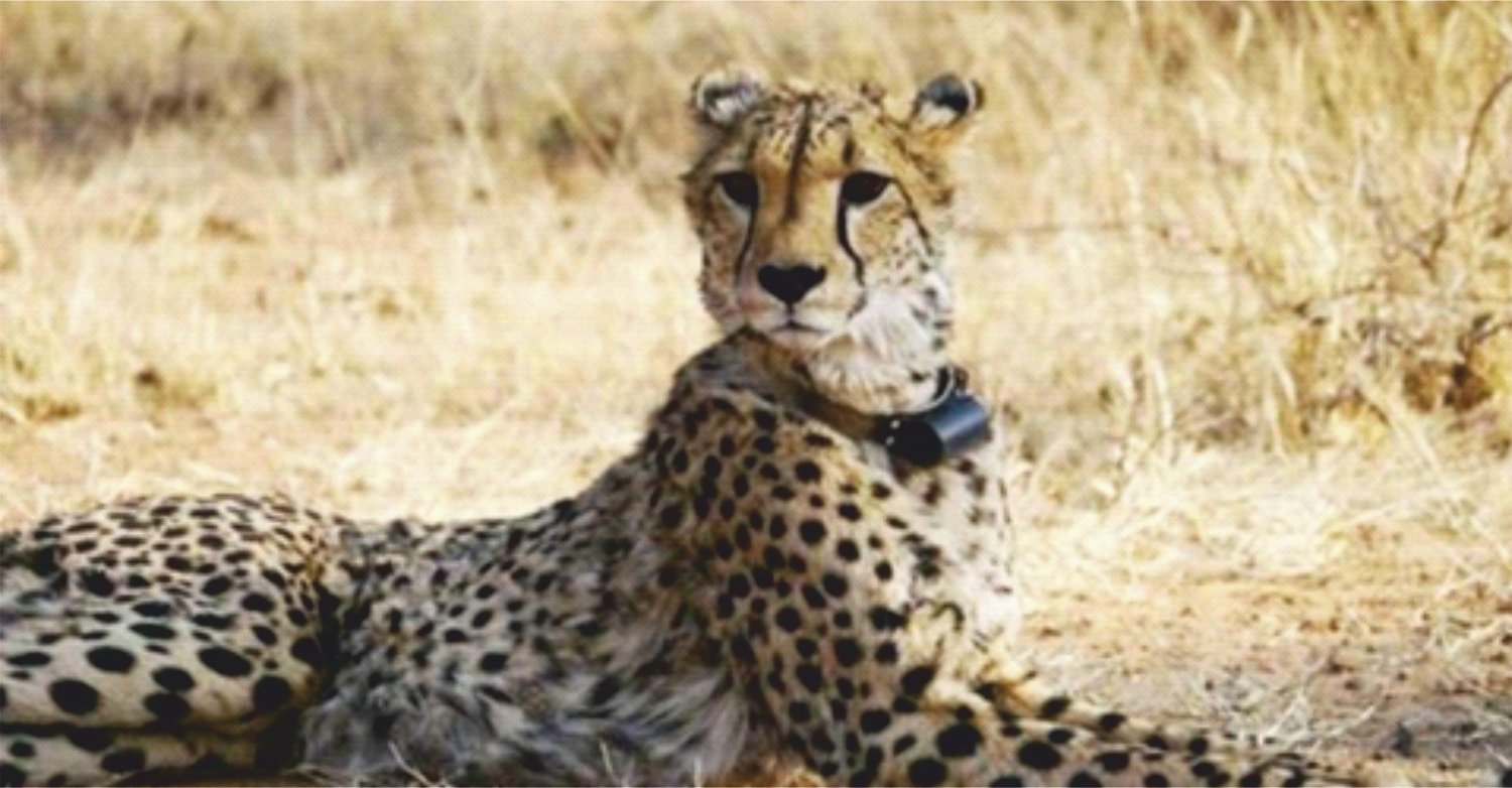 CHEETAHS IN INDIA | Current Affairs Editorial, Notes by VajiraoIAS