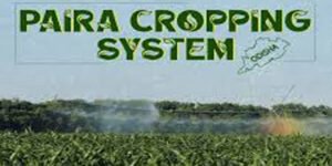 Paira Cropping System - Vajirao IAS